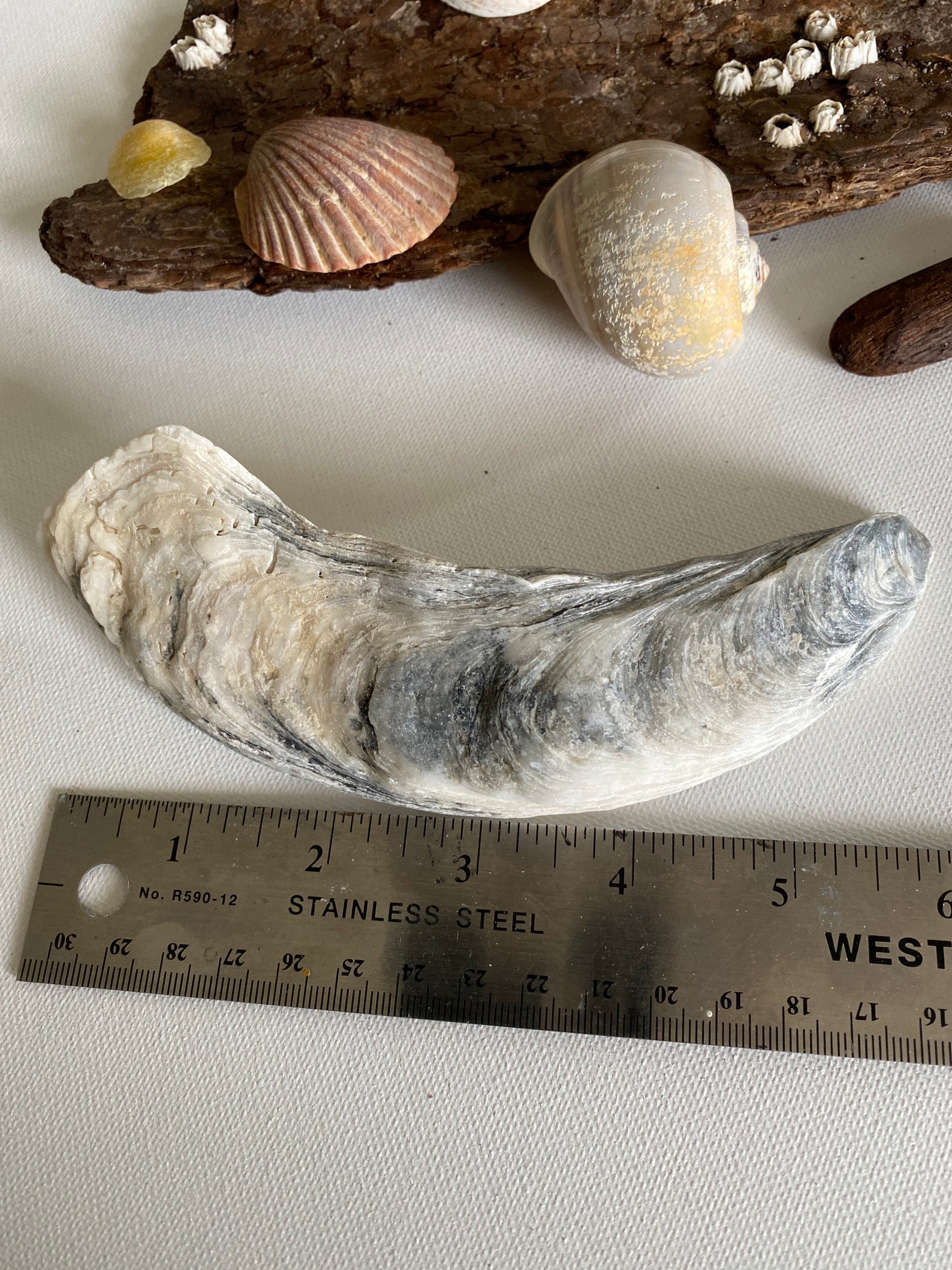 Set of Atlantic Ocean 10-shells and 3-tumbled Beach Wood - Etsy