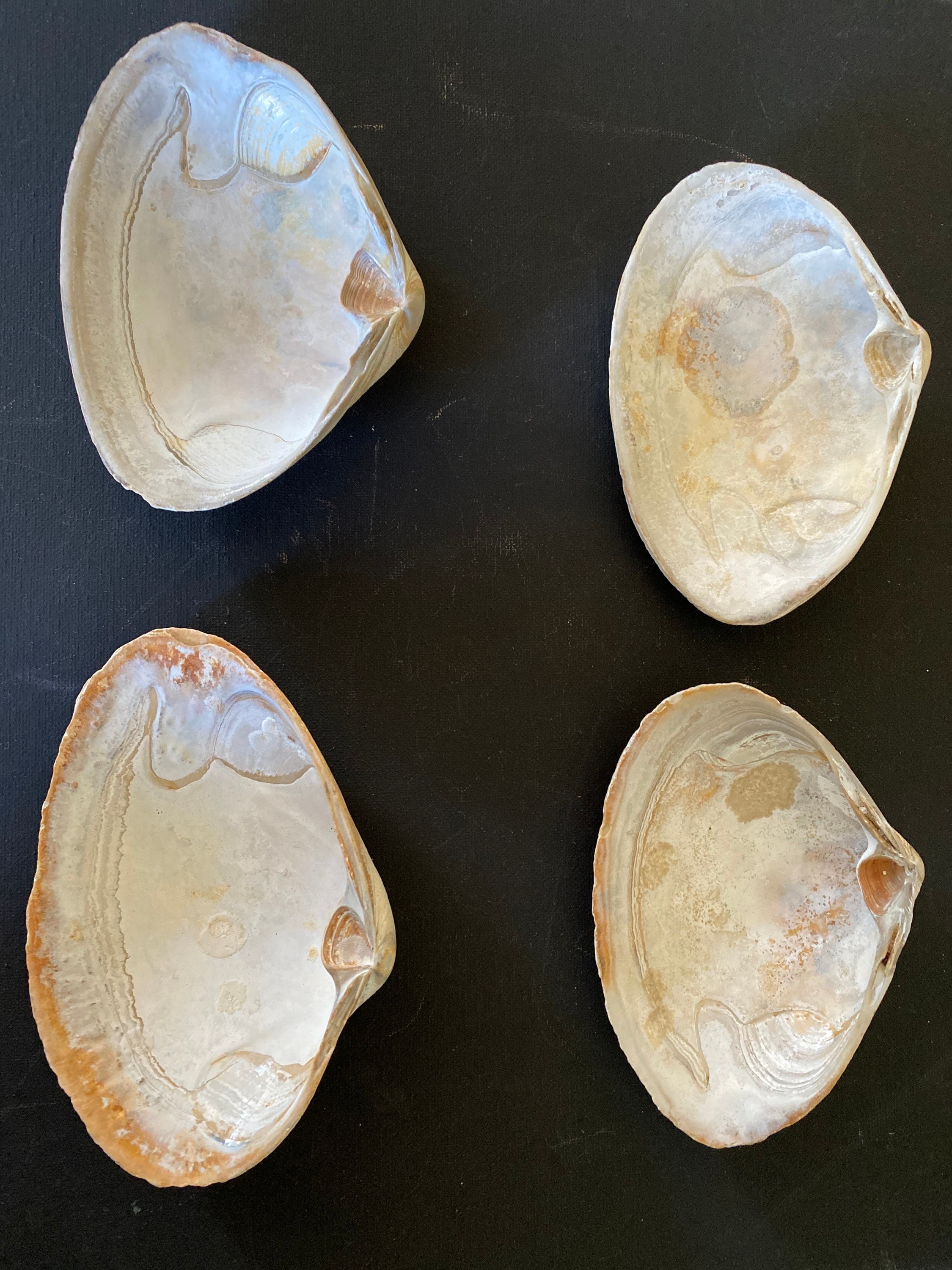 Clam Shell Hand-collected From Long Island hamptons Atlantic - Etsy