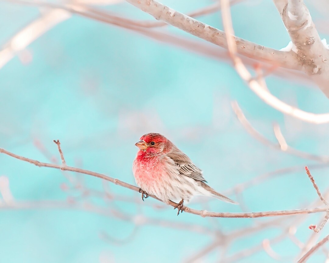 Winter Songbird Pair, House Finch Photography Set, Digital Bird Prints ...