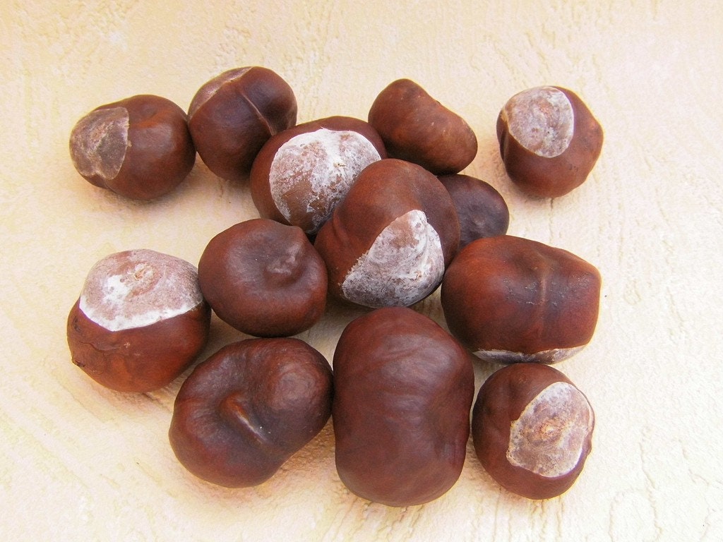 Chestnuts 50 Pieces Dried Chestnuts Craft Material Natural - Etsy