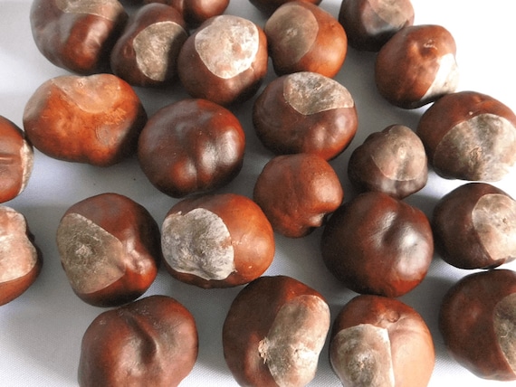 Chestnuts 50 pieces dried chestnuts Craft material Natural | Etsy