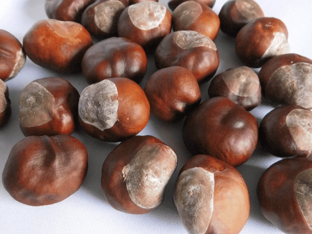 Chestnuts 50 Pieces Dried Chestnuts Craft Material Natural - Etsy