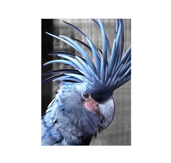 Blue Cockatoo Bird