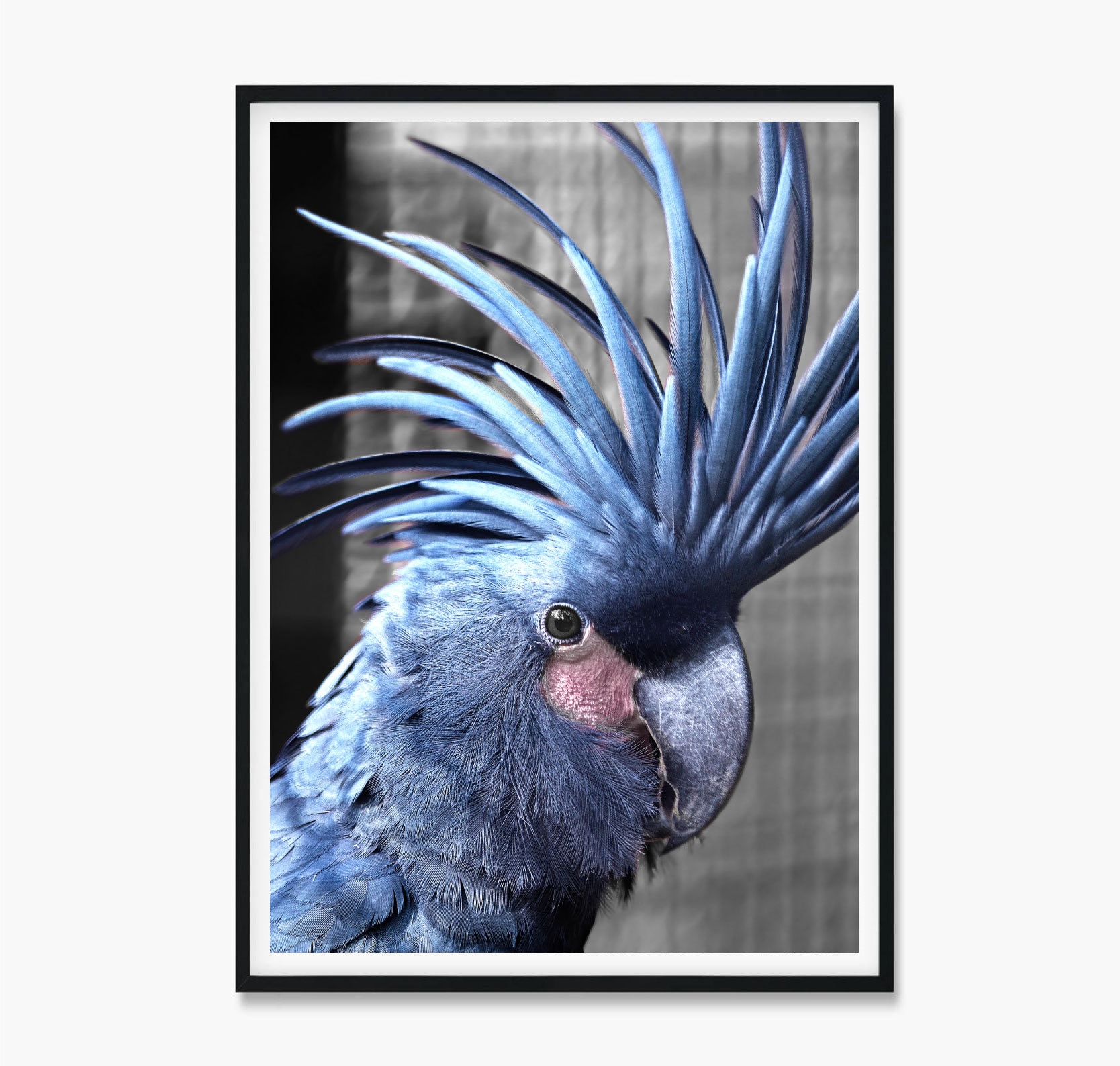 Norwegian Blue Cockatoo