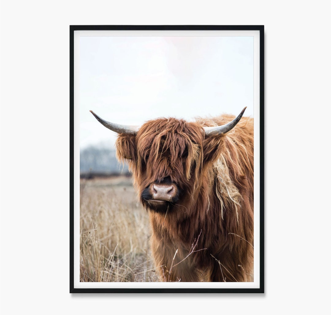 Highland Cow Print Highland Cow Poster Highland Cow Wall - Etsy Portugal