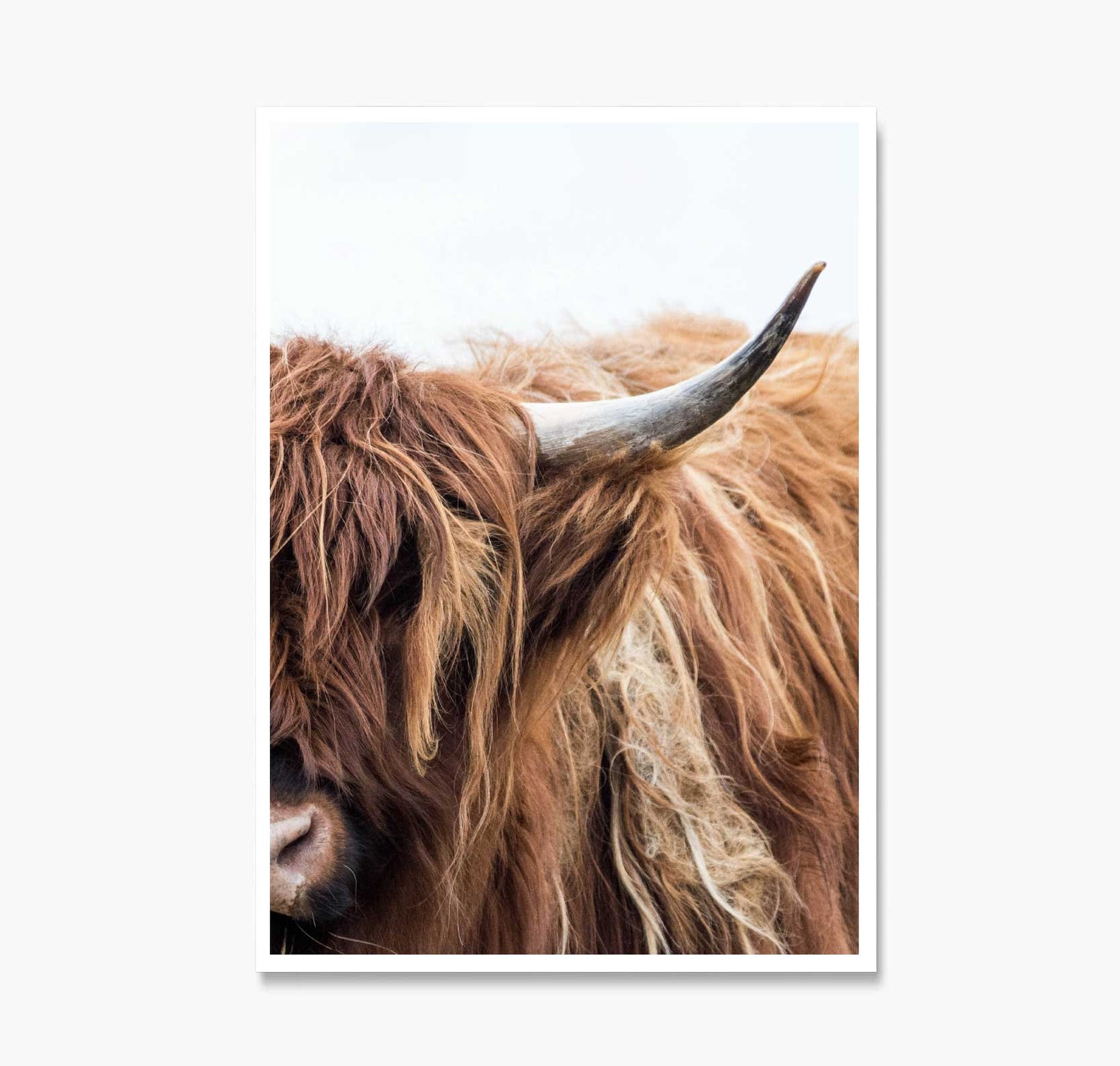 Highland Cow Print Highland Cow Poster Highland Cow Wall - Etsy Ireland