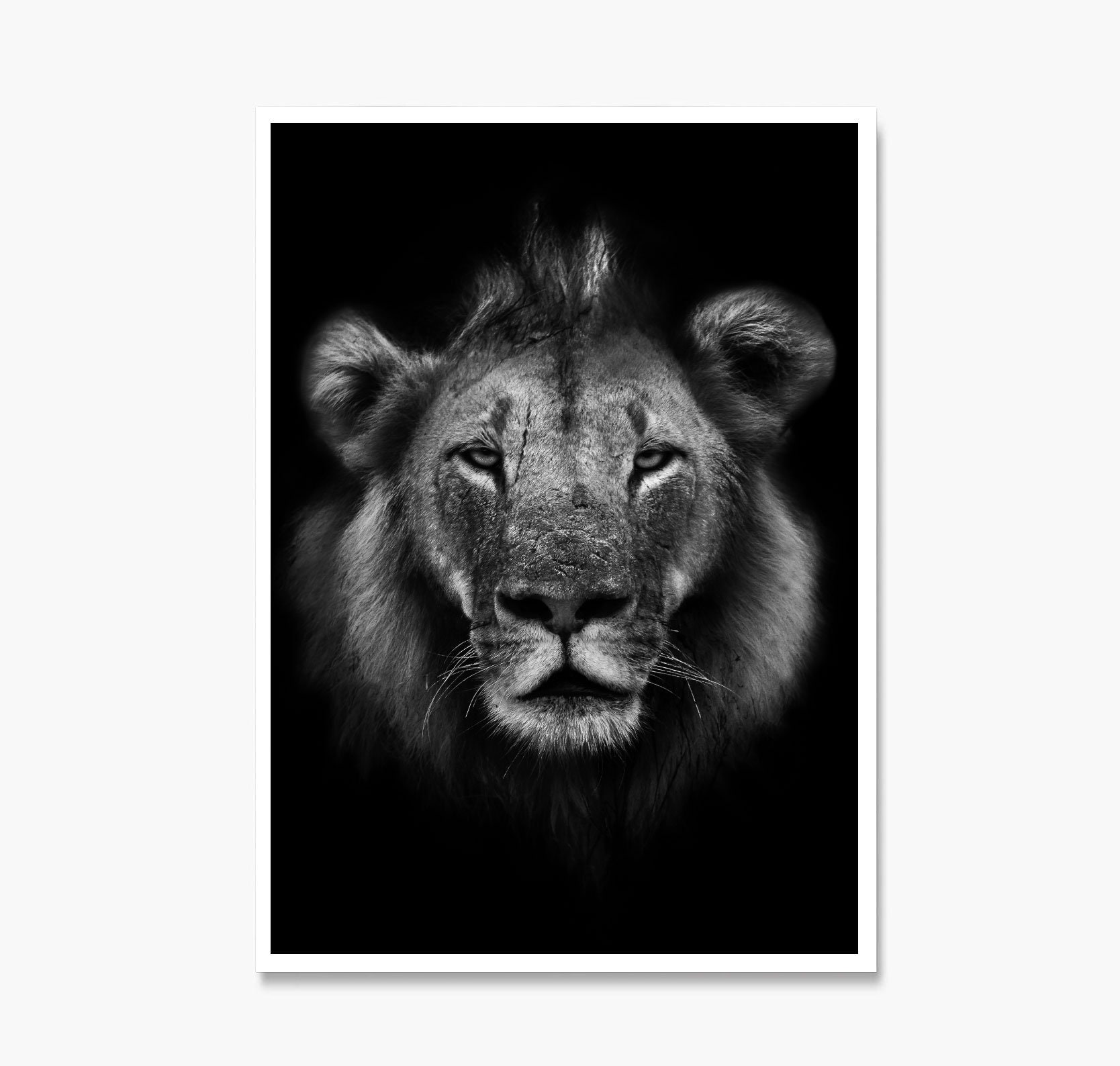 Lion Poster Lion Print Lion Wall Art Safari Prints Safari | Etsy