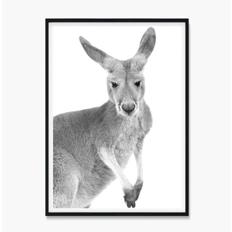 Kangaroo Print - Etsy Australia