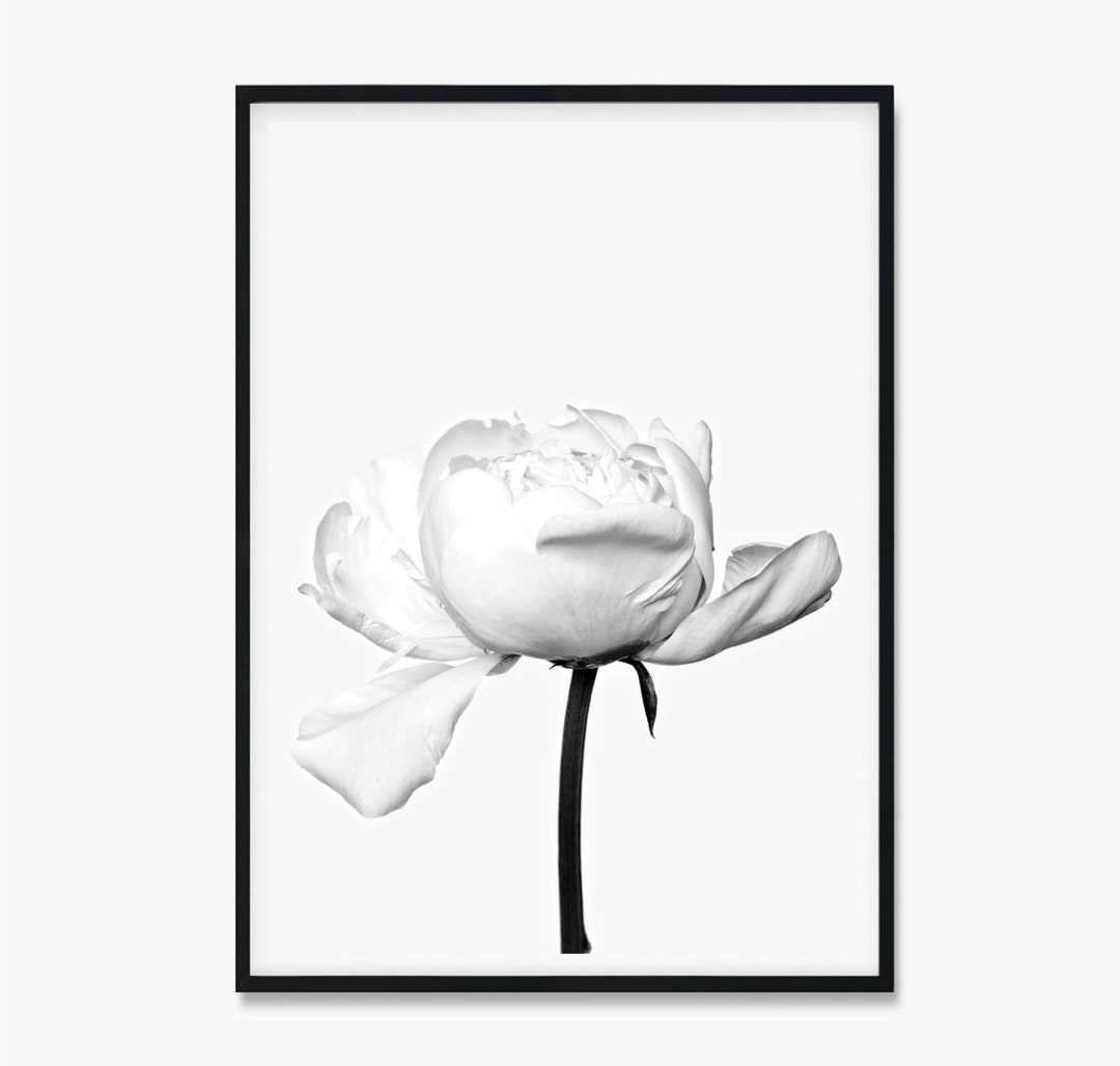 Single White Peony Print, White Flower Print, White Flower Poster ...