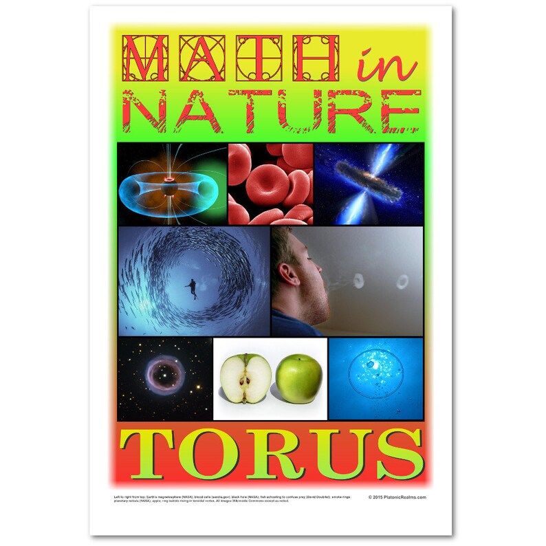 Math in Nature Classroom Poster: Torus - Etsy