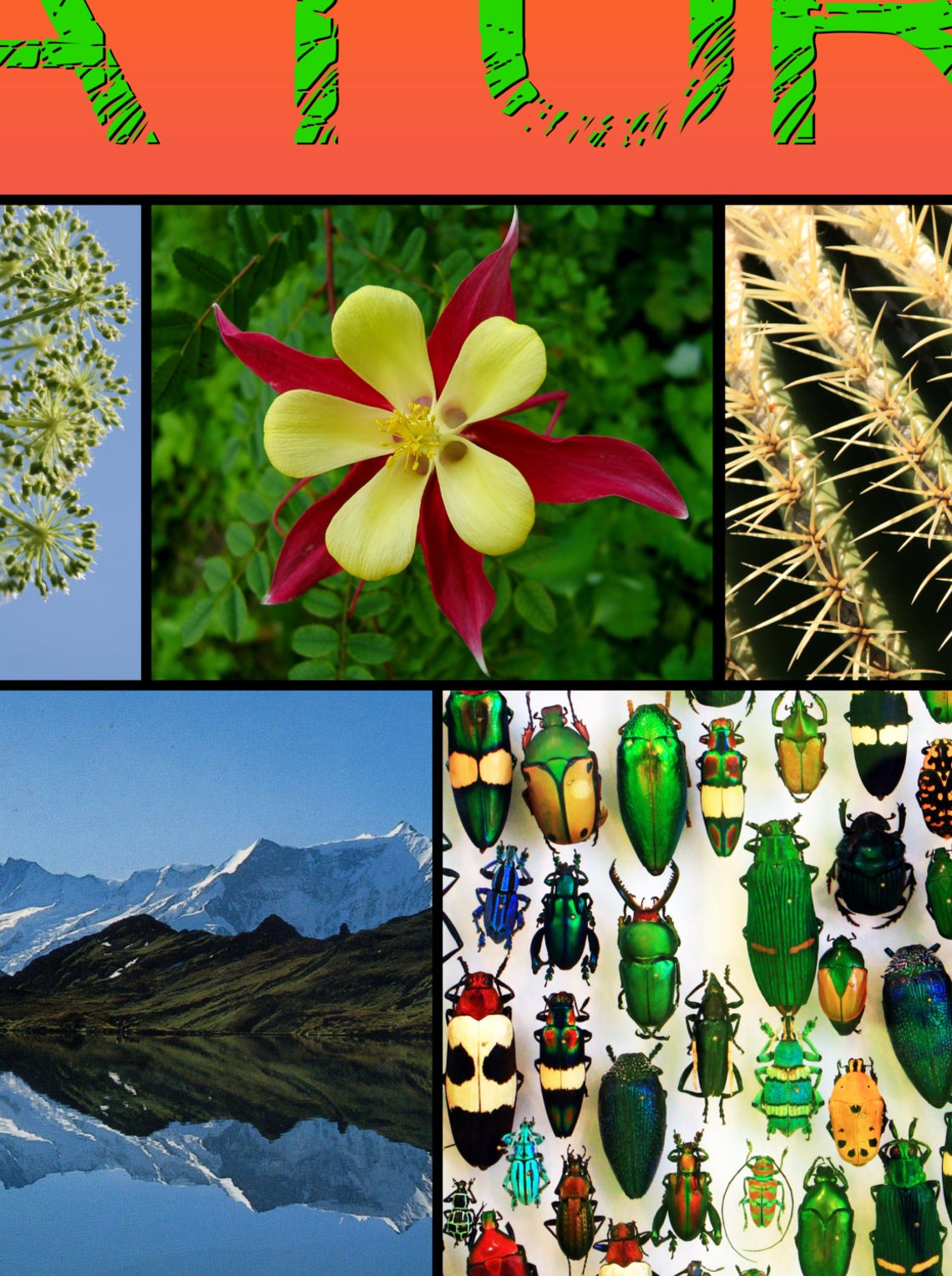 Math in Nature Classroom Math Poster: Symmetry, Educational Wall Art ...