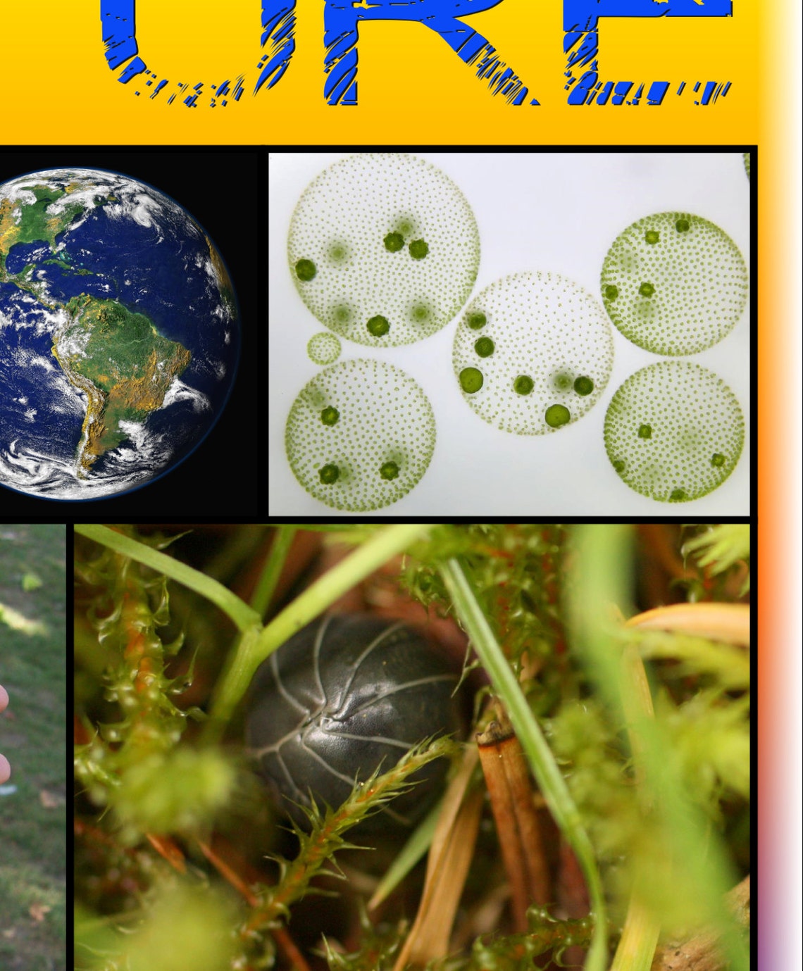 Math in Nature Classroom Math Poster: Sphere, Educational for Middle ...