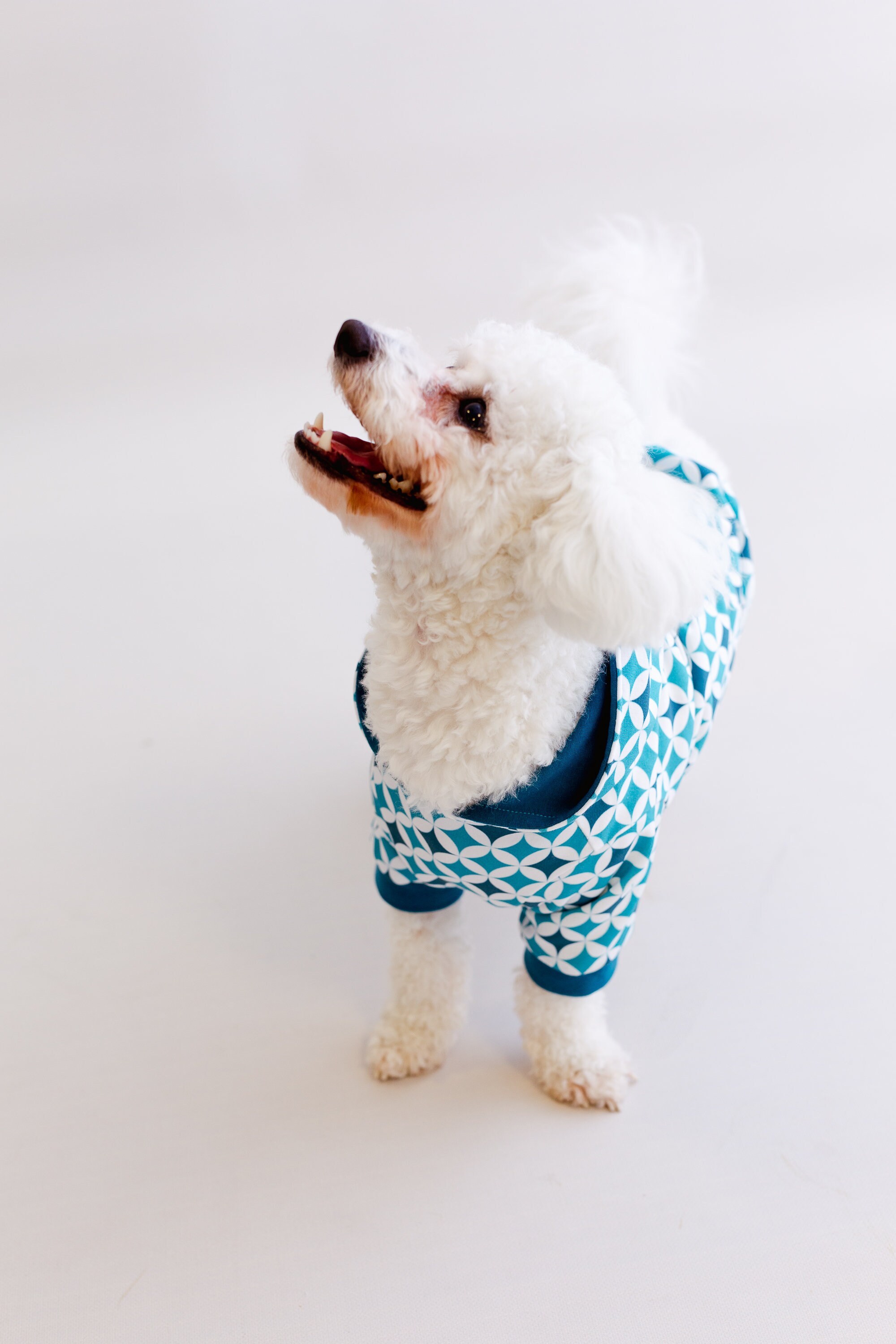 Organic Cotton. Handmade Dog Hoodie clothes for Small Size - Etsy