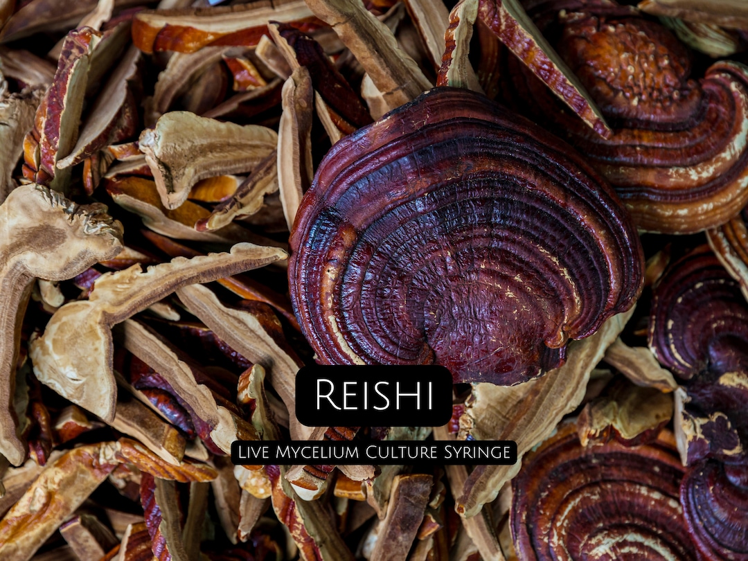 Reishi Mycelium Syringe ganoderma Lucidum Lingzhi, a Red Variety 10cc ...