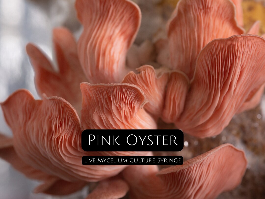 Pink Oyster Mycelium Syringe pleurotus Djamor 10cc Live Culture ...