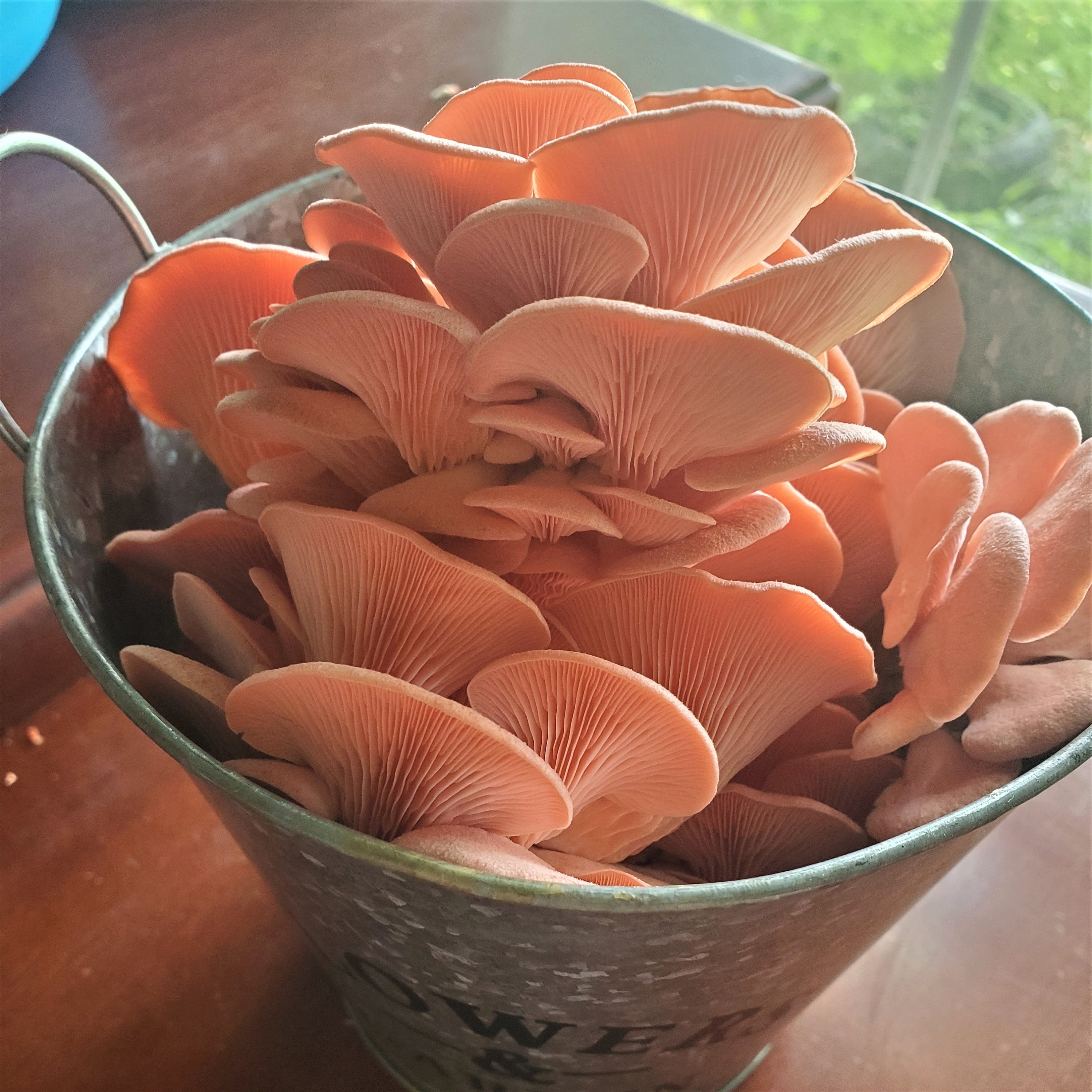 Pink Oyster Mycelium Syringe pleurotus Djamor 10cc Live - Etsy