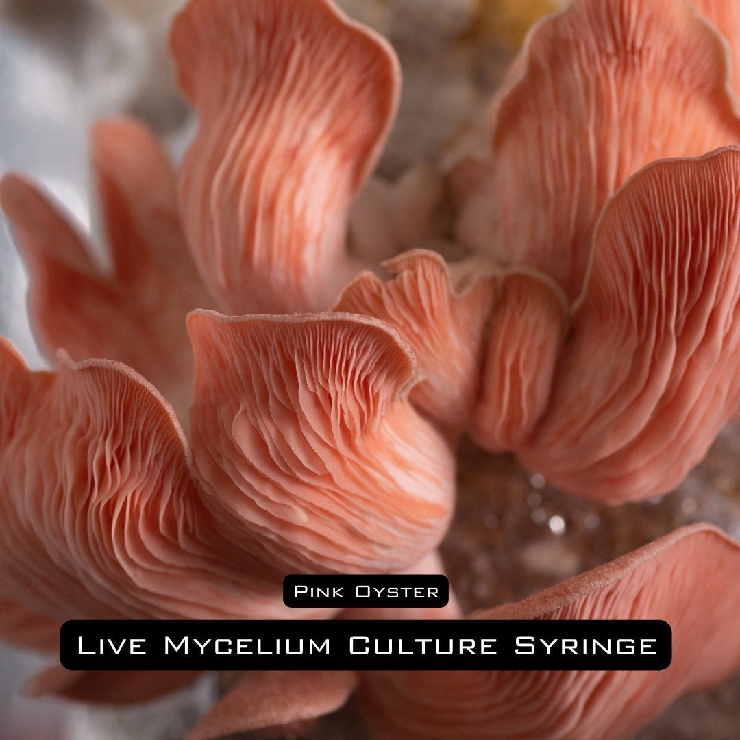 Pink Oyster Mycelium Syringe pleurotus Djamor 10cc Live - Etsy
