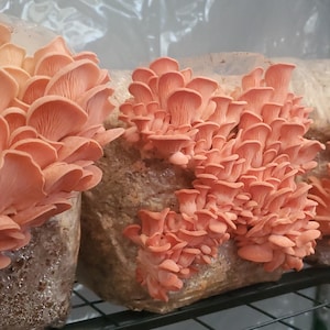 Pink Oyster Mycelium Syringe pleurotus Djamor 10cc Live Culture ...
