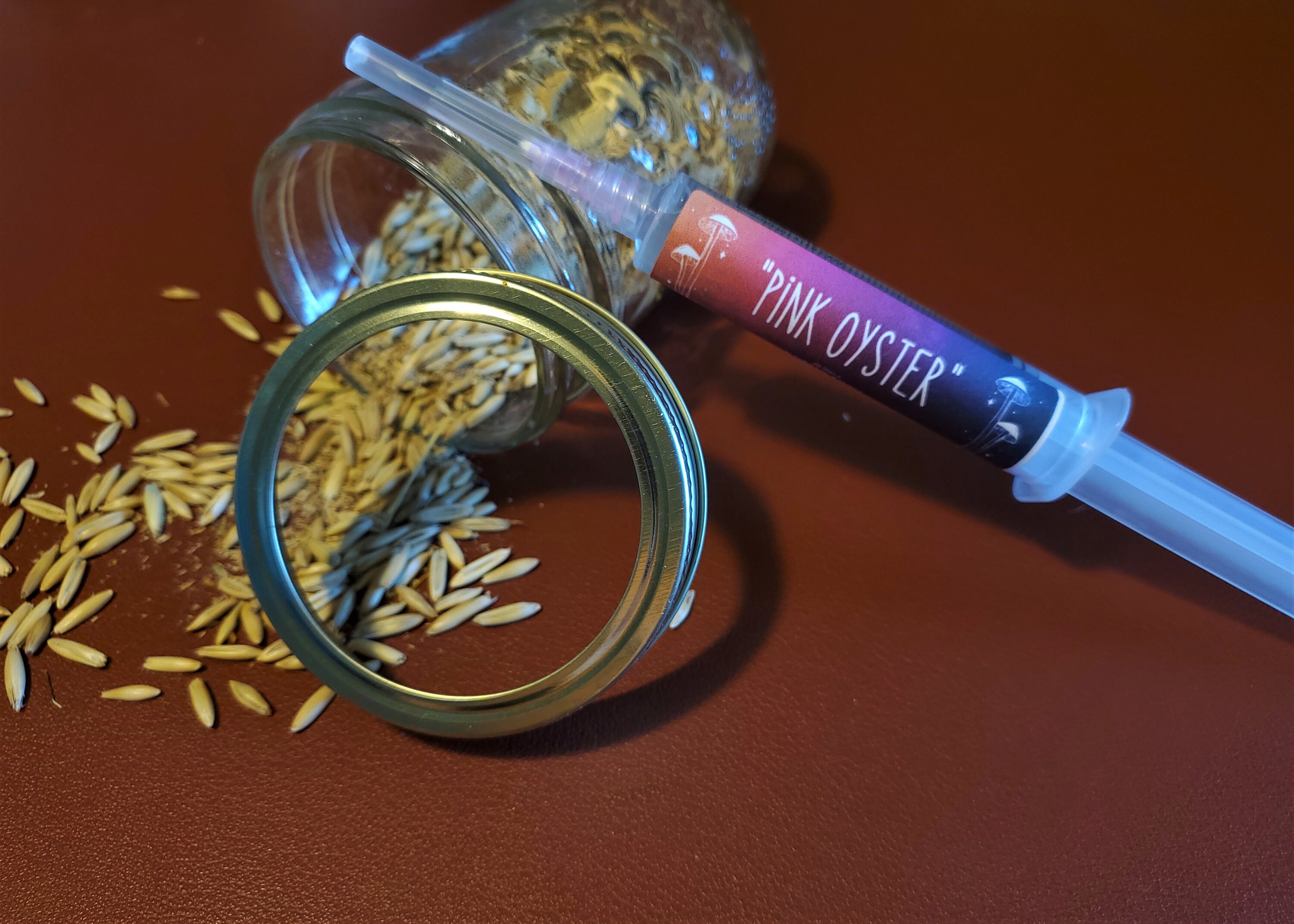 Pink Oyster Mycelium Syringe pleurotus Djamor 10cc Live - Etsy