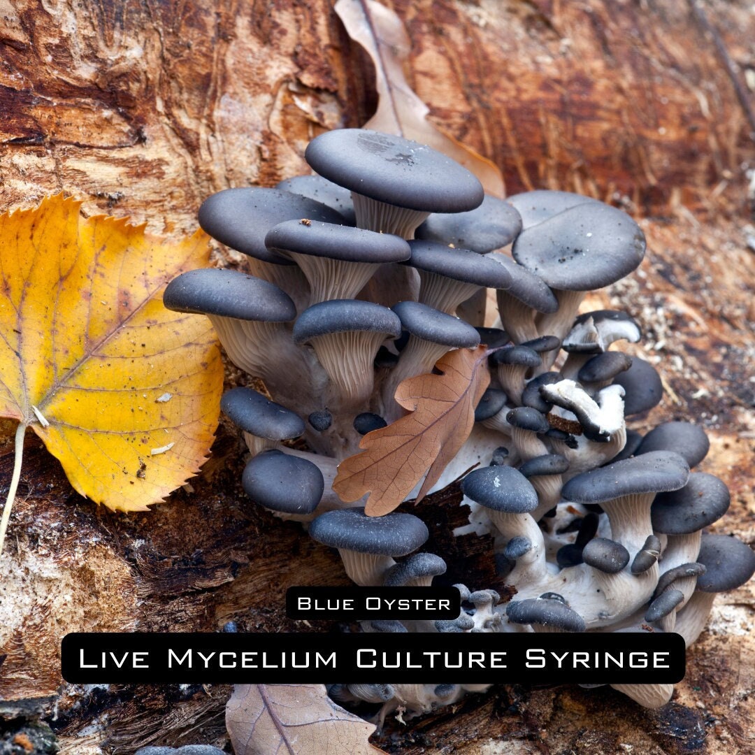 Blue Oyster Mycelium Syringe pleurotus Columbinus 10cc - Etsy
