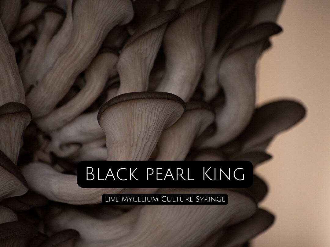 Black Pearl King Mycelium Syringe pleurotus Ostreatus 10cc Live Culture Suspended in Nutrient ...