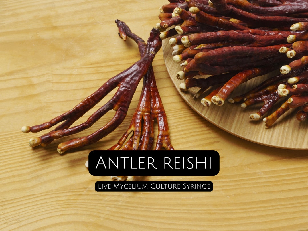 Antler Reishi Mycelium Syringe Aka rokkakureishi 10cc Live Culture ...