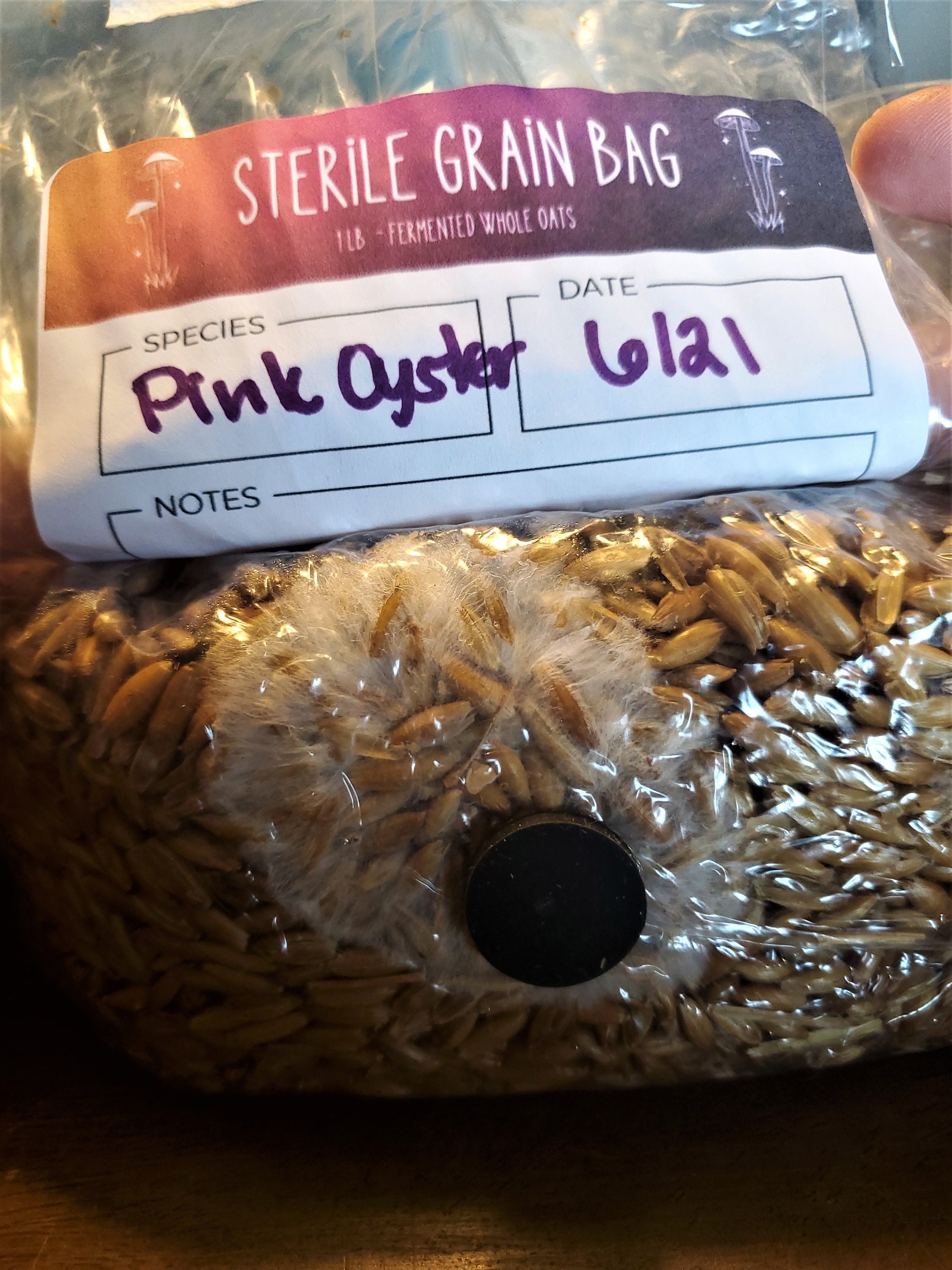 Pink Oyster Mycelium Syringe pleurotus Djamor 10cc Live - Etsy