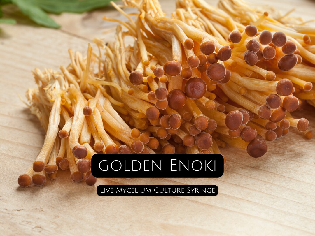 Golden Enoki Mycelium Syringe flammulina Velutipes 10cc Live Culture ...