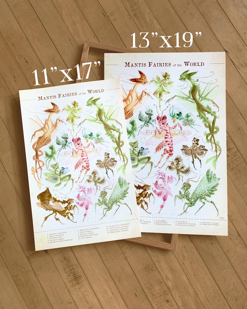 Mantis Fairies of the World Art Print | Vintage Scientific Illustration ...