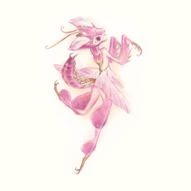 Orchid Mantis Fairy | Praying Mantis Fae Print | 9x9 Inches - Etsy