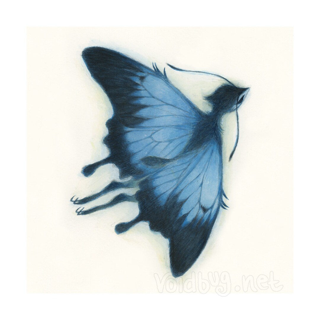 Ulysses Fairy | Natural Butterfly Faerie Illustration | Scientific ...