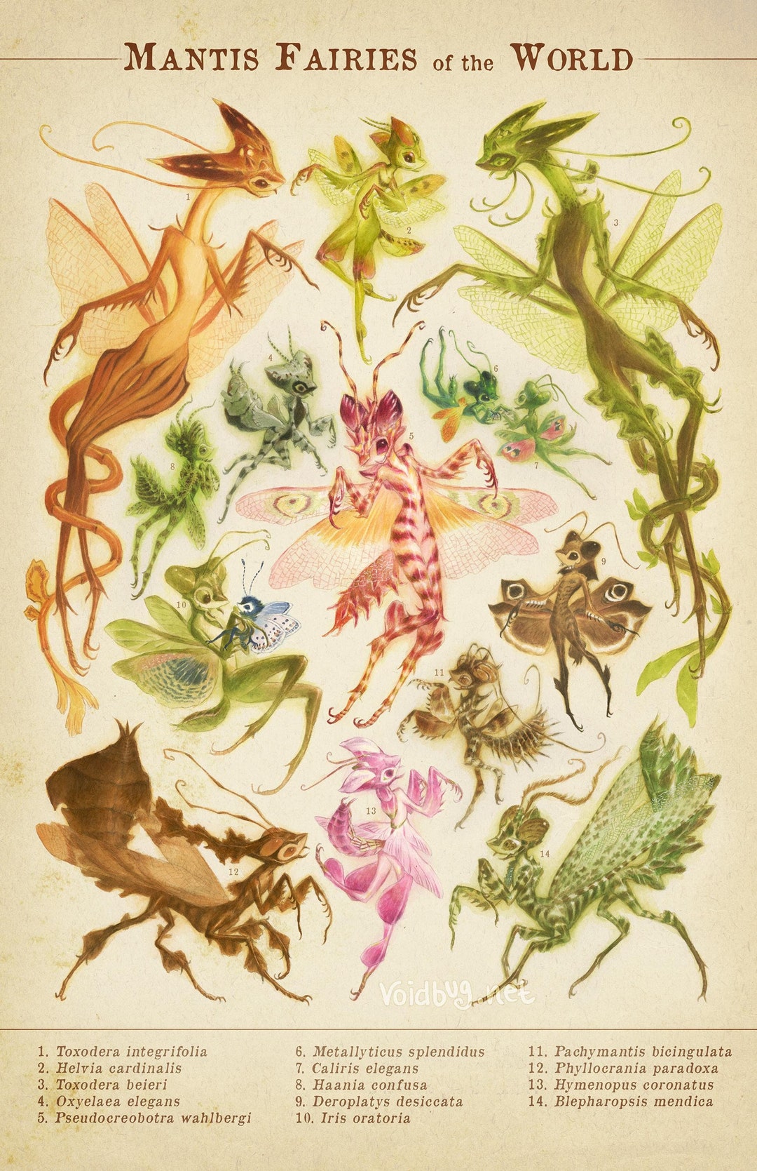 Mantis Fairies of the World | Scientific Fantasy Fae Vintage Species ...