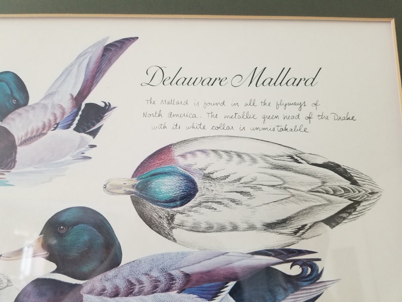 Delaware Mallard Ducks Lithography - Bob Berry - Signed by Artist - Etsy