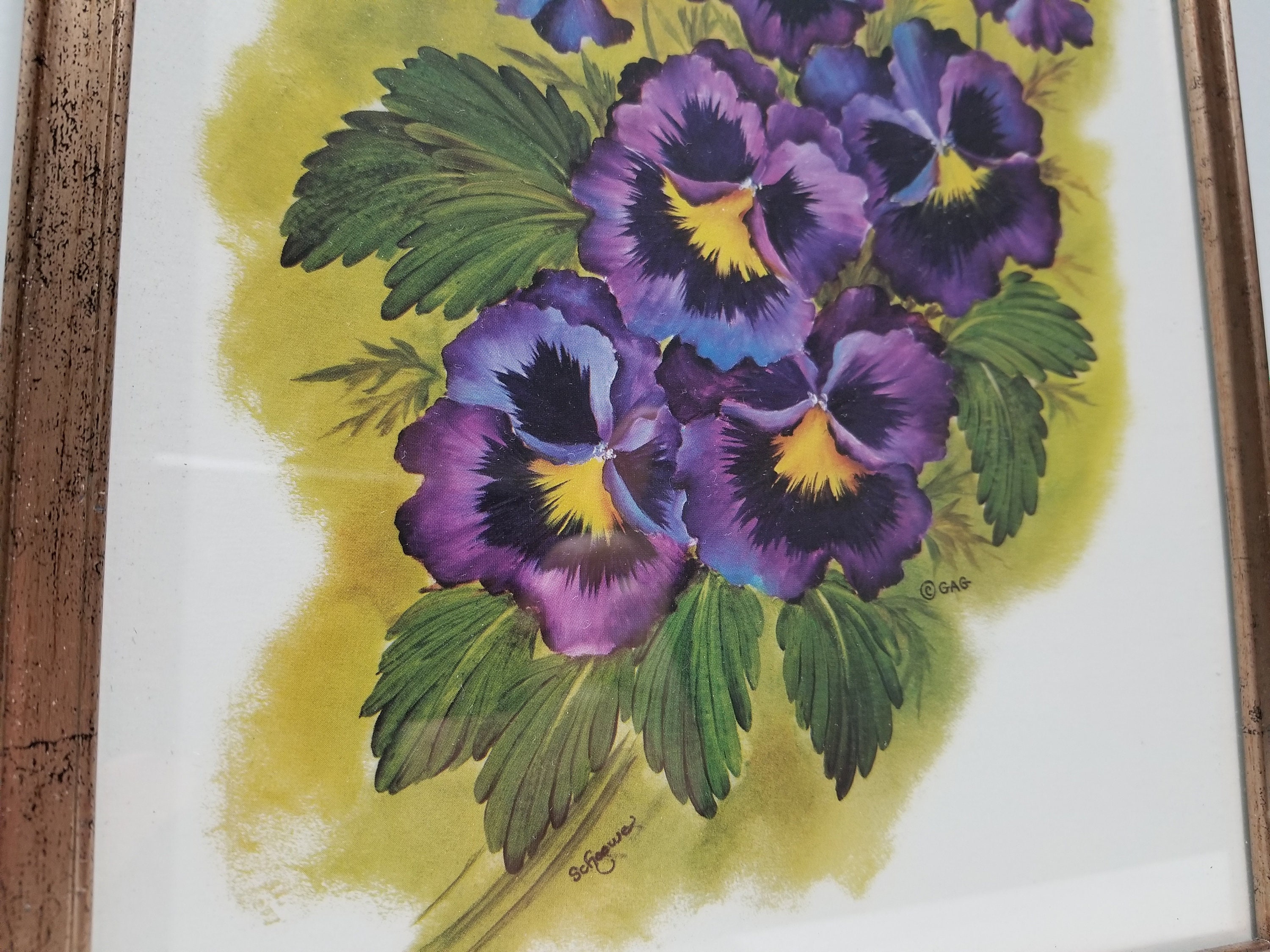 Pansy Framed Print Signed Print | Etsy