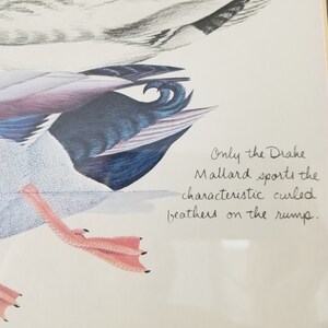 Delaware Mallard Ducks Lithography - Bob Berry - Signed by Artist - Etsy