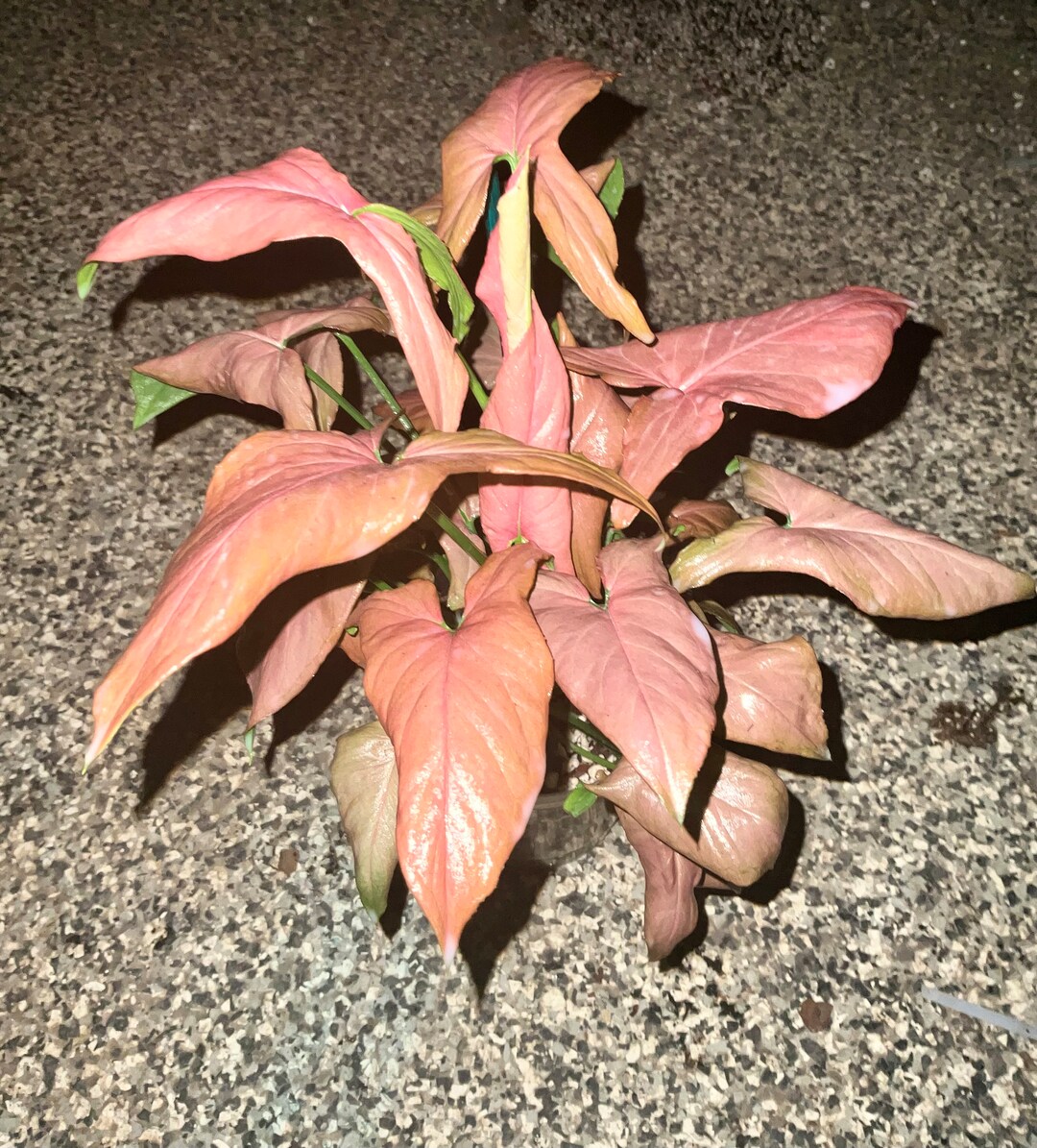 Syngonium Orm Nak - Etsy