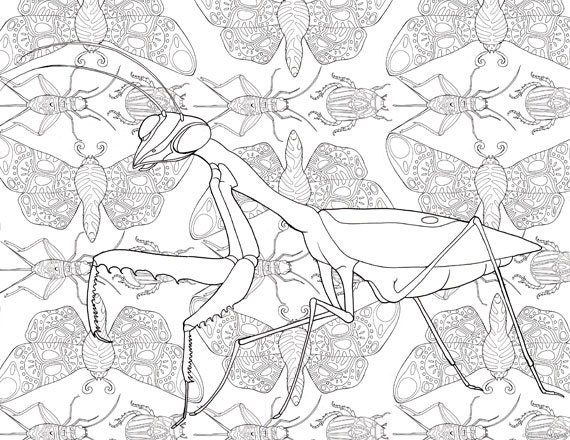Printable Adult Coloring Page Mandala Praying Mantis Insects - Etsy