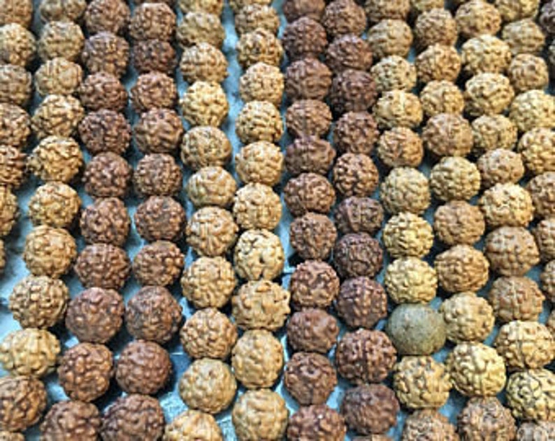 Rudraksha Beads, 10mm 105-110 Pure Natural Untreated Rudraksha, Mala ...