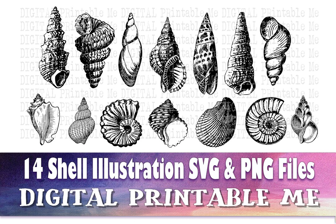 Shell Line Art, SVG Bundle, Beach Drawing PNG, 14 Image Pack, Instant ...
