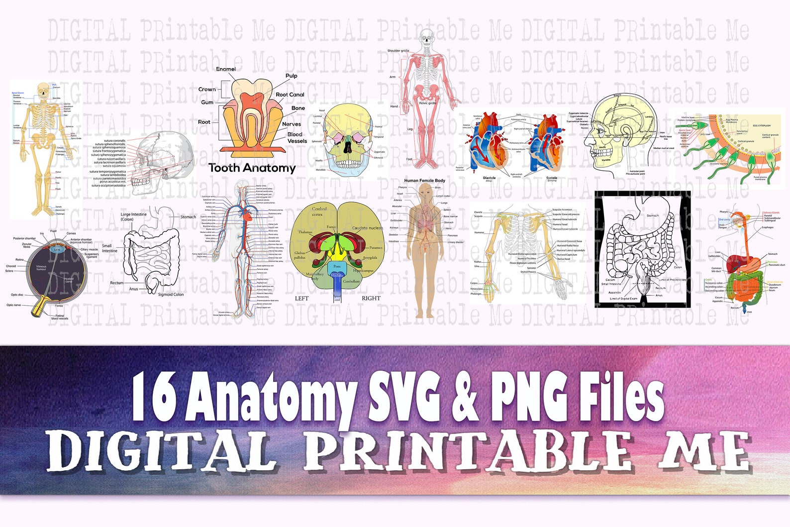 Anatomy SVG PNG 16 Images Clip Art Pack Teaching Human Body - Etsy