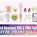Anatomy SVG PNG 16 Images, Clip Art Pack, Teaching Human Body, Biology ...
