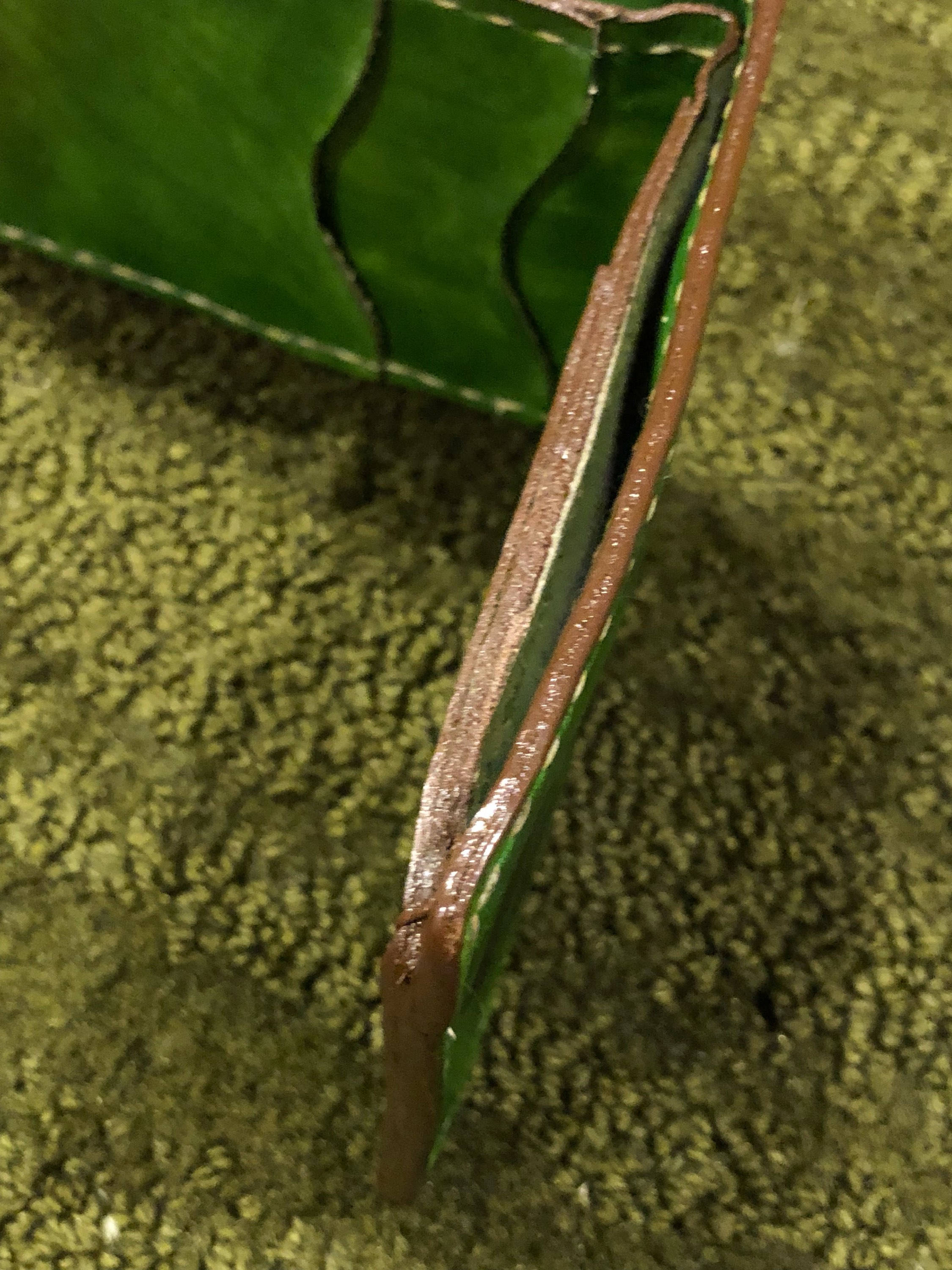 Handmade Green Leather Zelda Wallet - Etsy