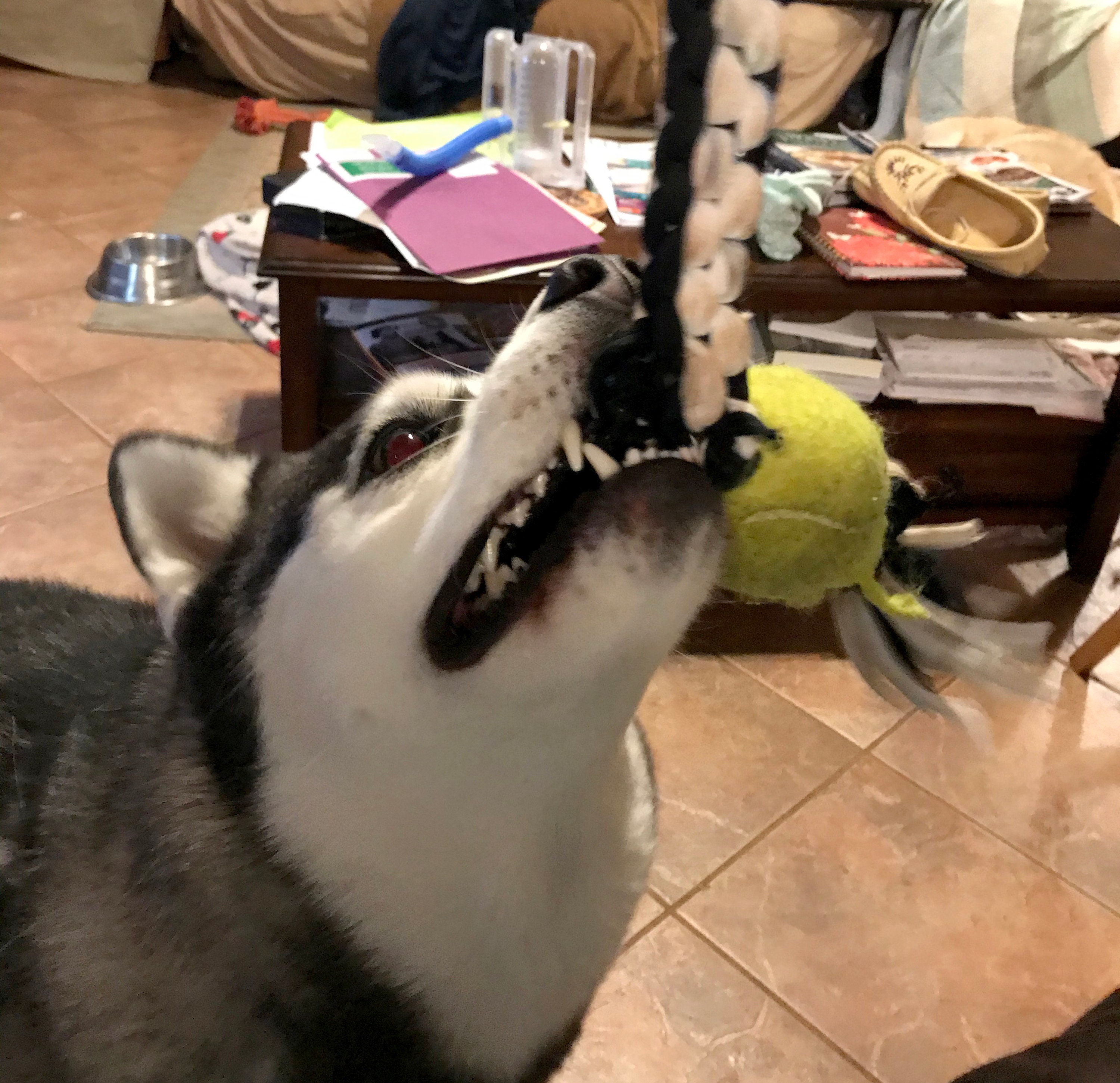 Handmade Dog Pull Toy With Tennis Ball from Recycled Materials - Etsy