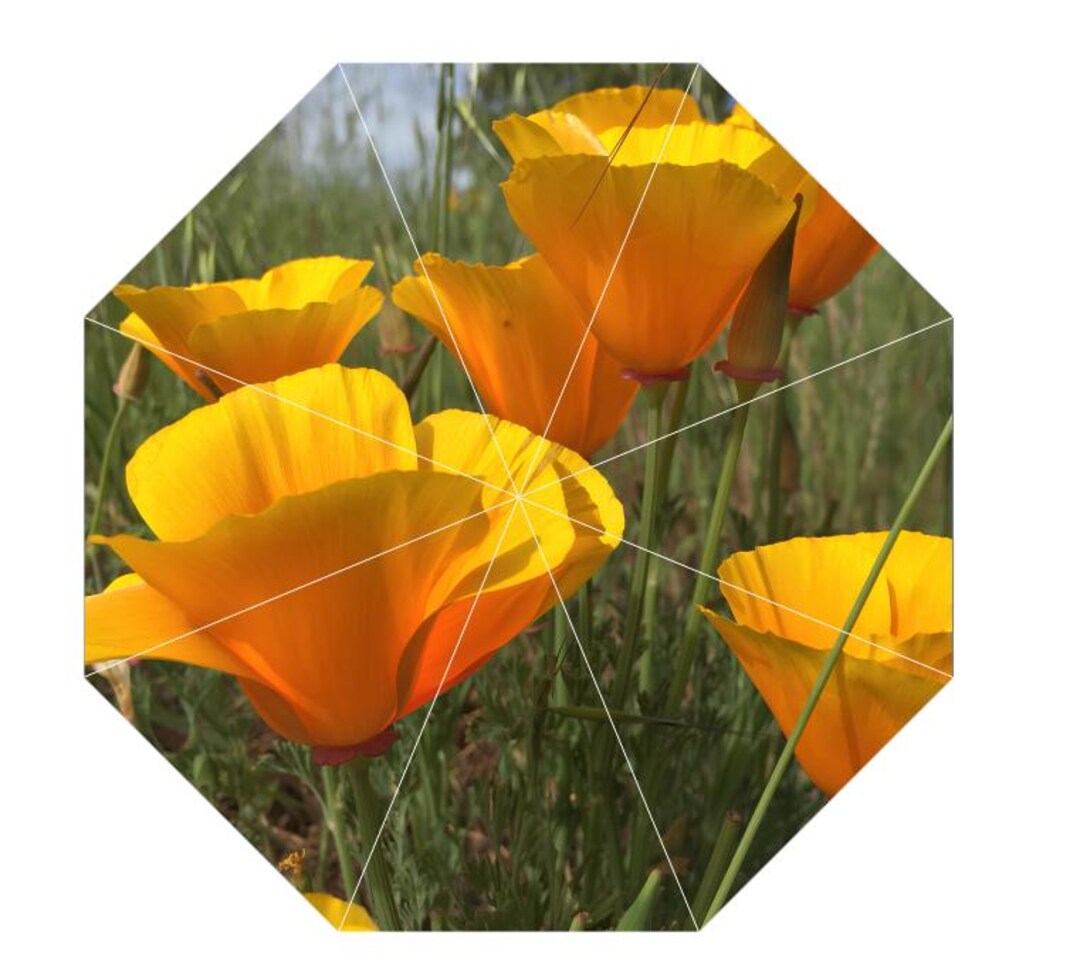 Inverted Umbrella/parasol Poppy Flowers - Etsy