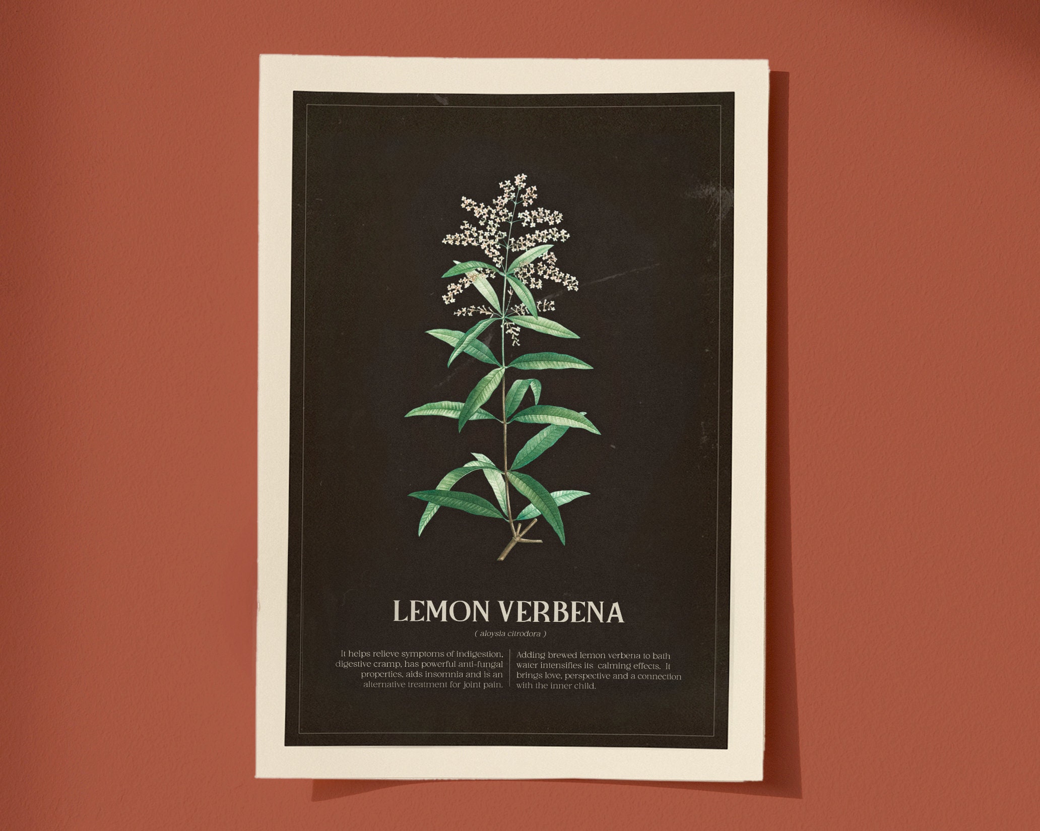 Lemon Verbena Drawing