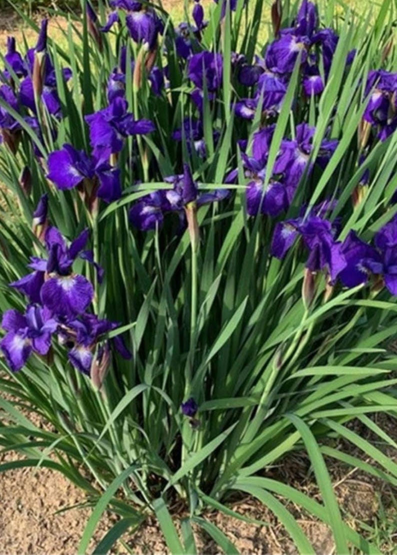 Purple Iris Bunch - Etsy