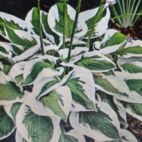 Red Hosta Plants - Etsy