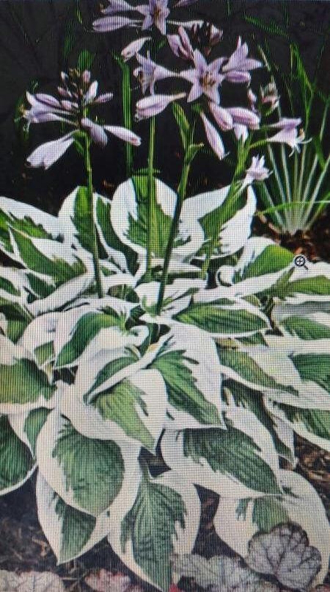 Patriot Hosta Root Stock - Etsy