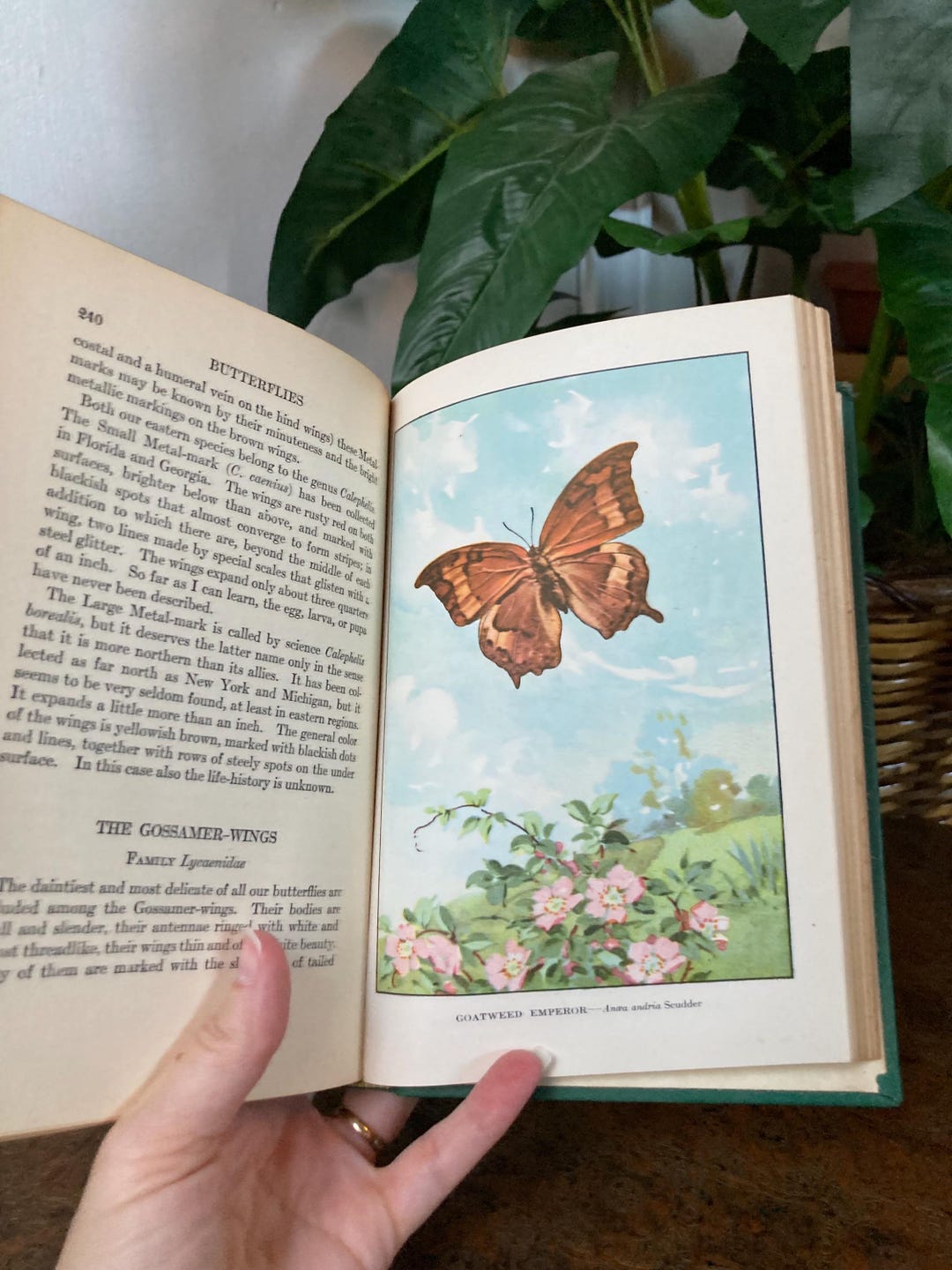 Vintage Butterflies Book 1926 - Etsy