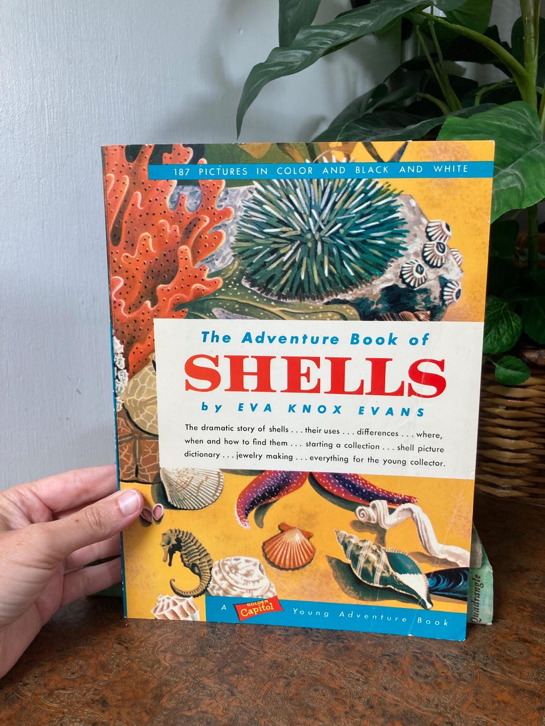Shells Golden Capitol Book - Etsy